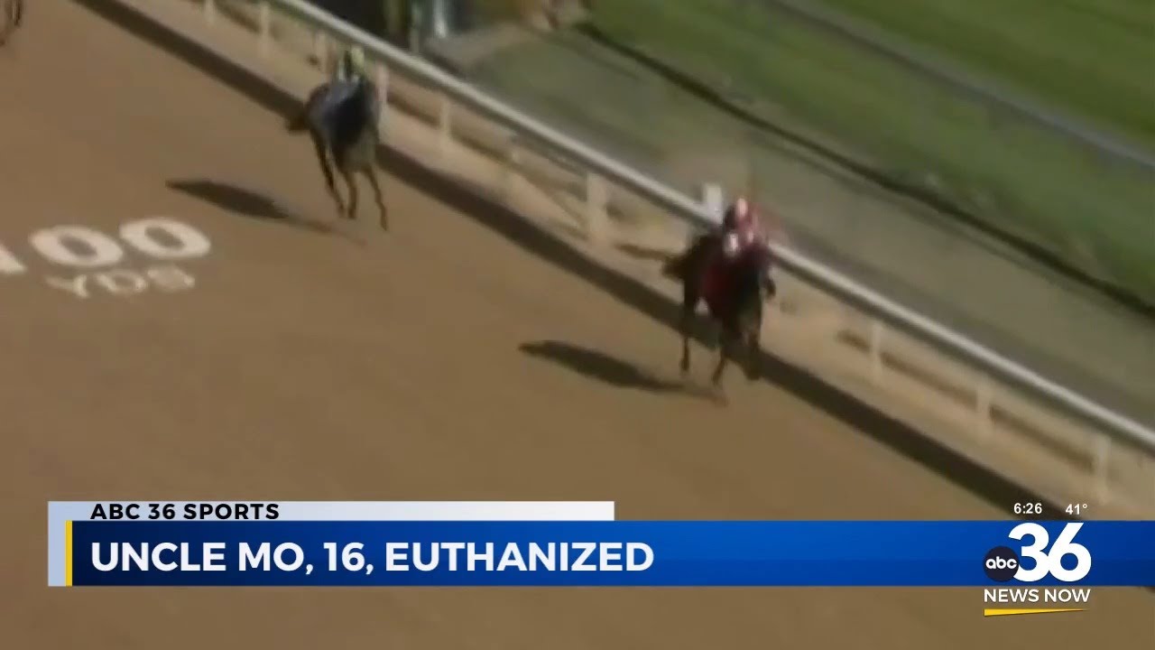 Uncle Mo euthanized at 16-years-old after injury - YouTube