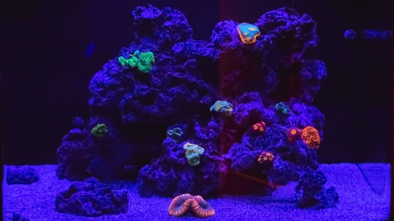 Cheap Lighting Mod on Biocube Hood FOR BETTER COLOR! - YouTube