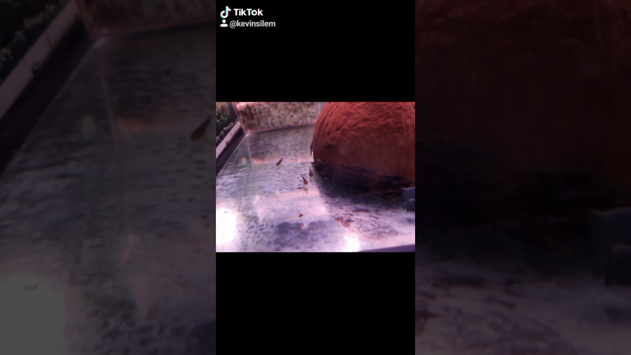 Heute ziehen die kleinen Wels Babys in ihrem neues zu Hause ein - YouTube