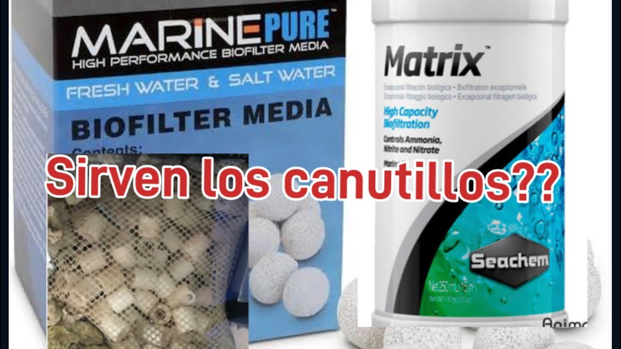 Realmente sirven los canutillos en los acuarios? Son fabricas de ...