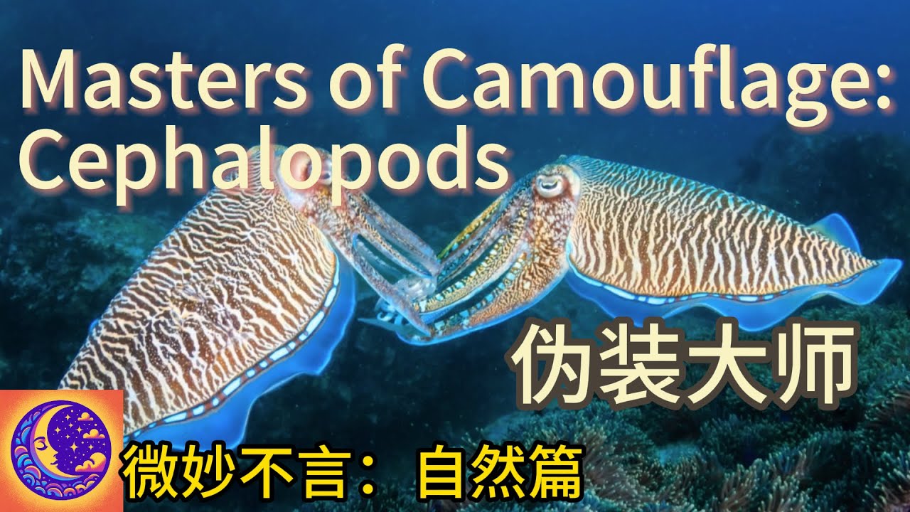 Cephalopods: Octopus, Squid, and Cuttlefish with simplified Chinese ...
