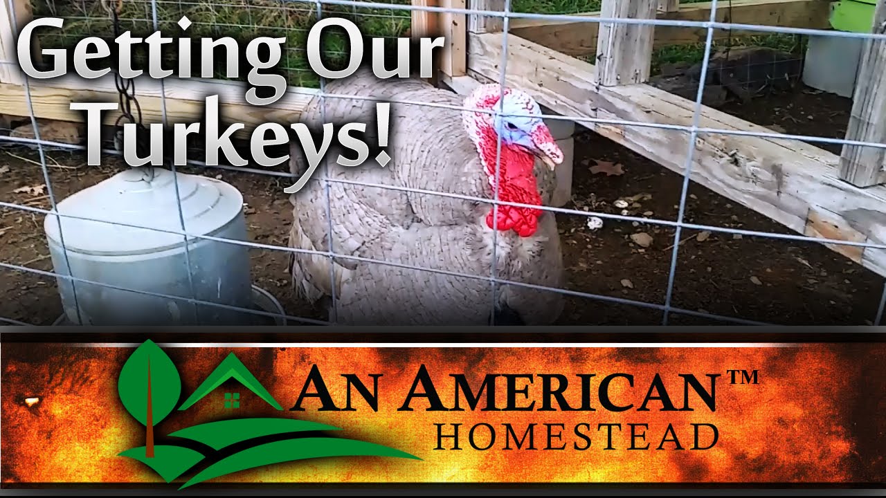 Getting Our Turkeys! - YouTube
