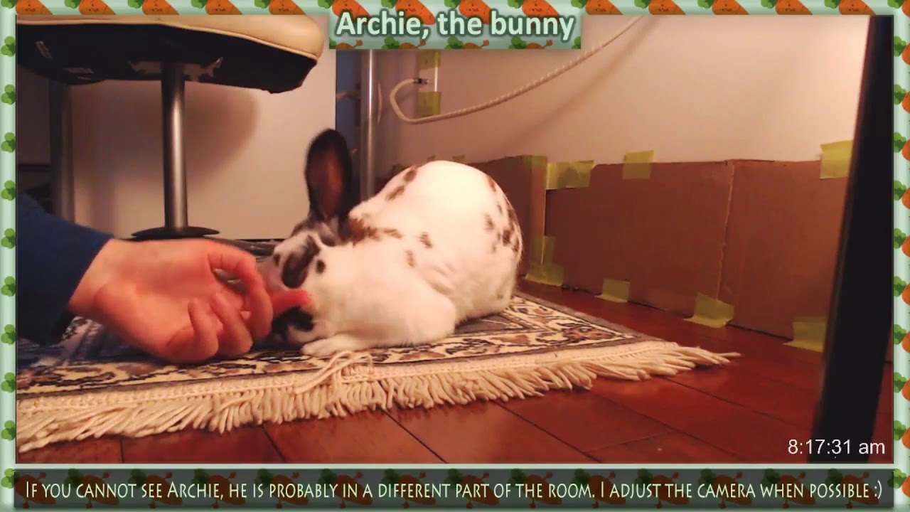 Bunny Archie Stream Highlights Jan 25-28th - YouTube