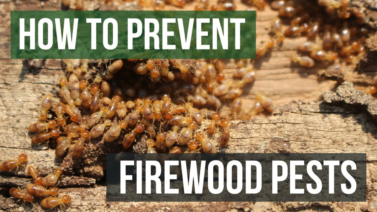 How to Keep Pests From Firewood (4 Easy Steps) - YouTube