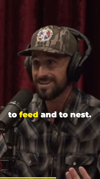 Epic Battle with Massive Python | Joe Rogan Podcast: Unveiling Snack ...