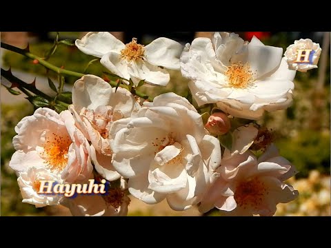 Ռոմանտիկ Ռելաքս 🎵🎶 Romantik Relaks 