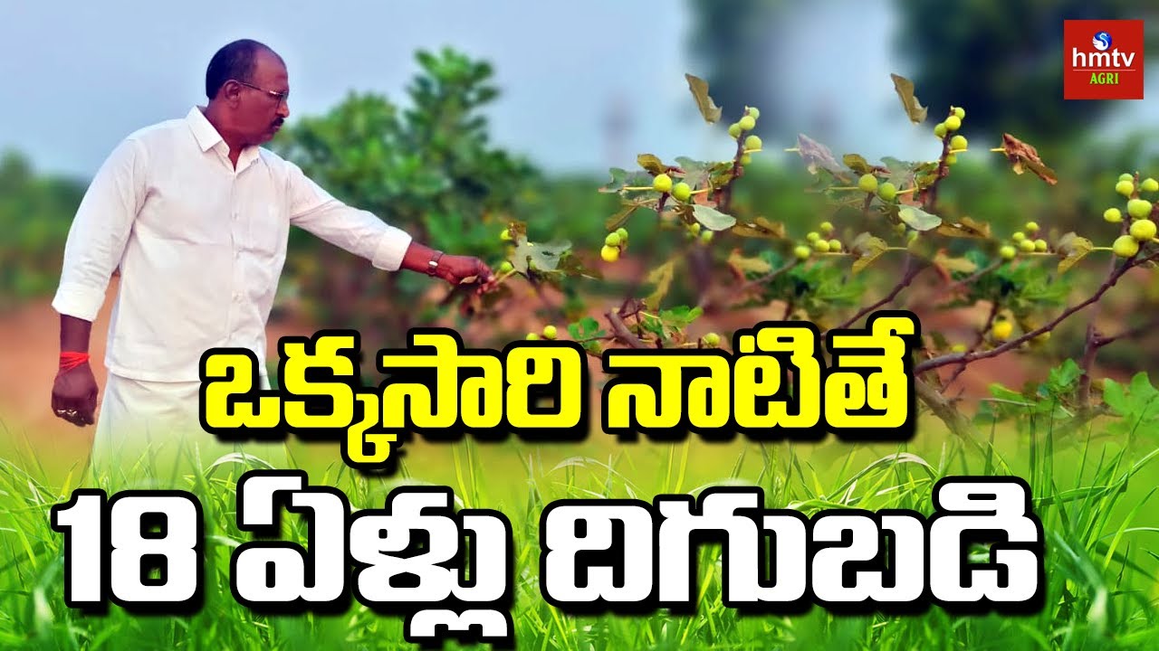 ఒక్కసారి నాటితే 18 ఏళ్లు దిగుబడి | Farmer Seshi Reddy About Anjira ...