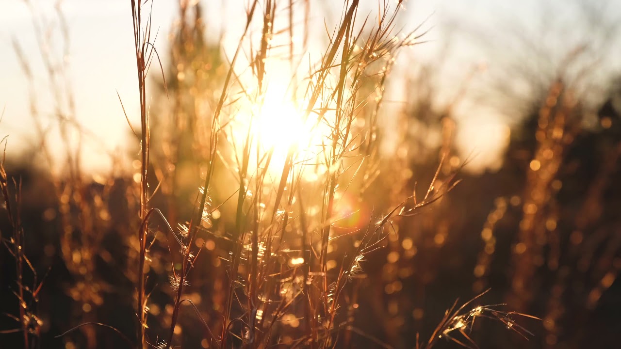 Free Sunshine Wheat Royalty Free Videos | Royalty Free Videos - YouTube
