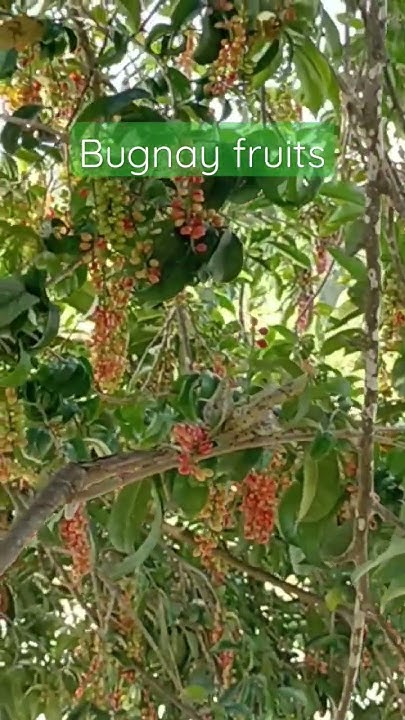 Bignay/Bugnay Fruits #fruits - YouTube