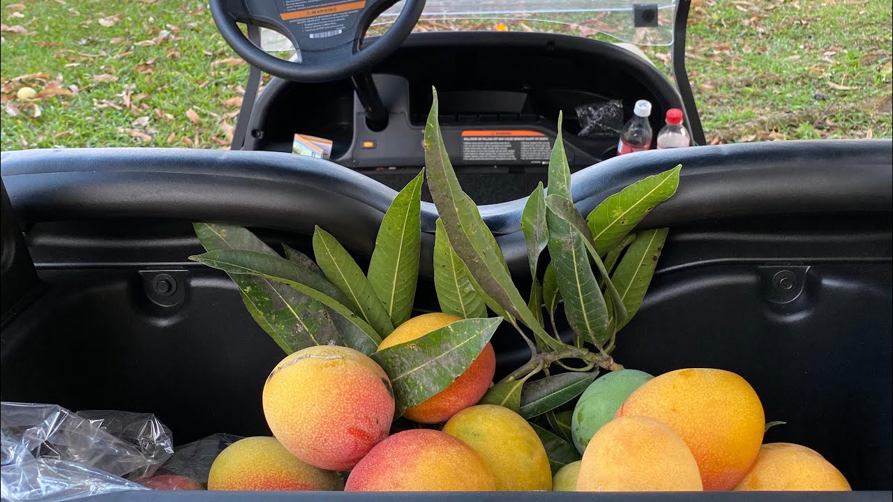 GOLF - Tropical Mango Time Golf - YouTube