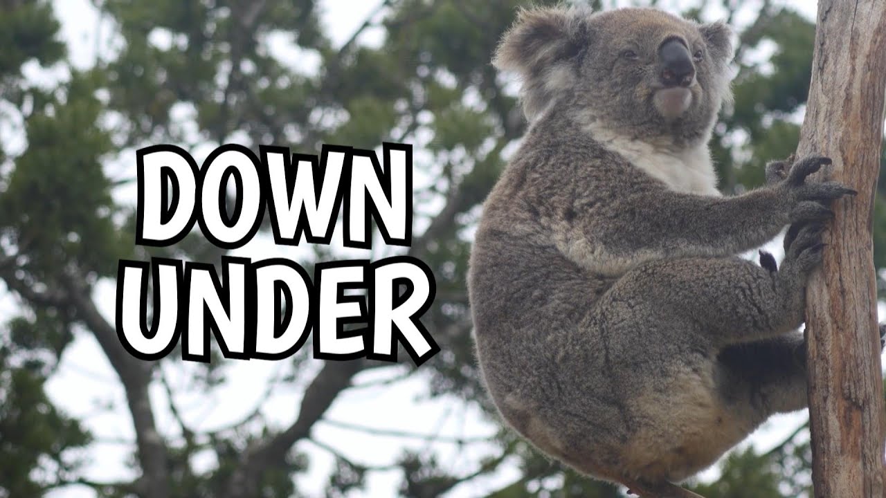 Cartoon Academy | Down Under - YouTube