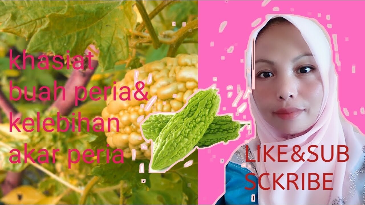 Menafaat buah peria/kelebihan akar peria - YouTube
