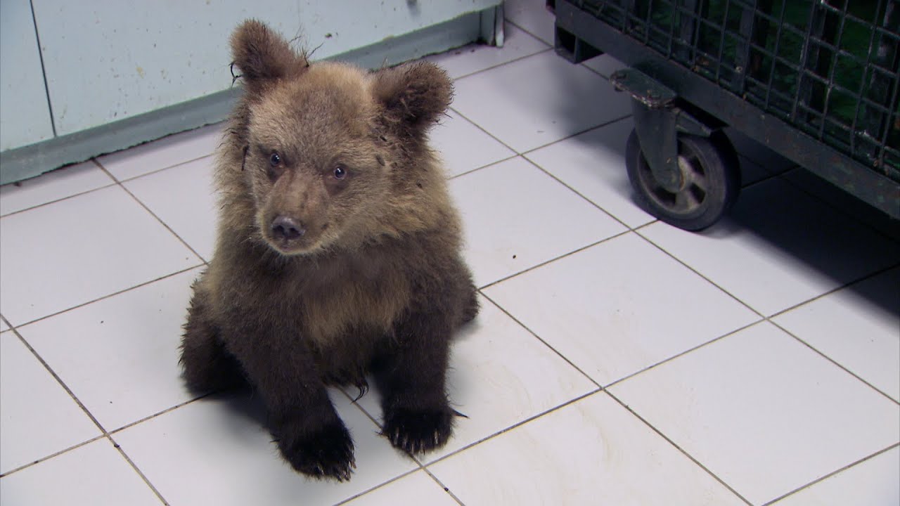 Simon meets a paralysed bear cub - Greece with Simon Reeve: Episode 2 ...