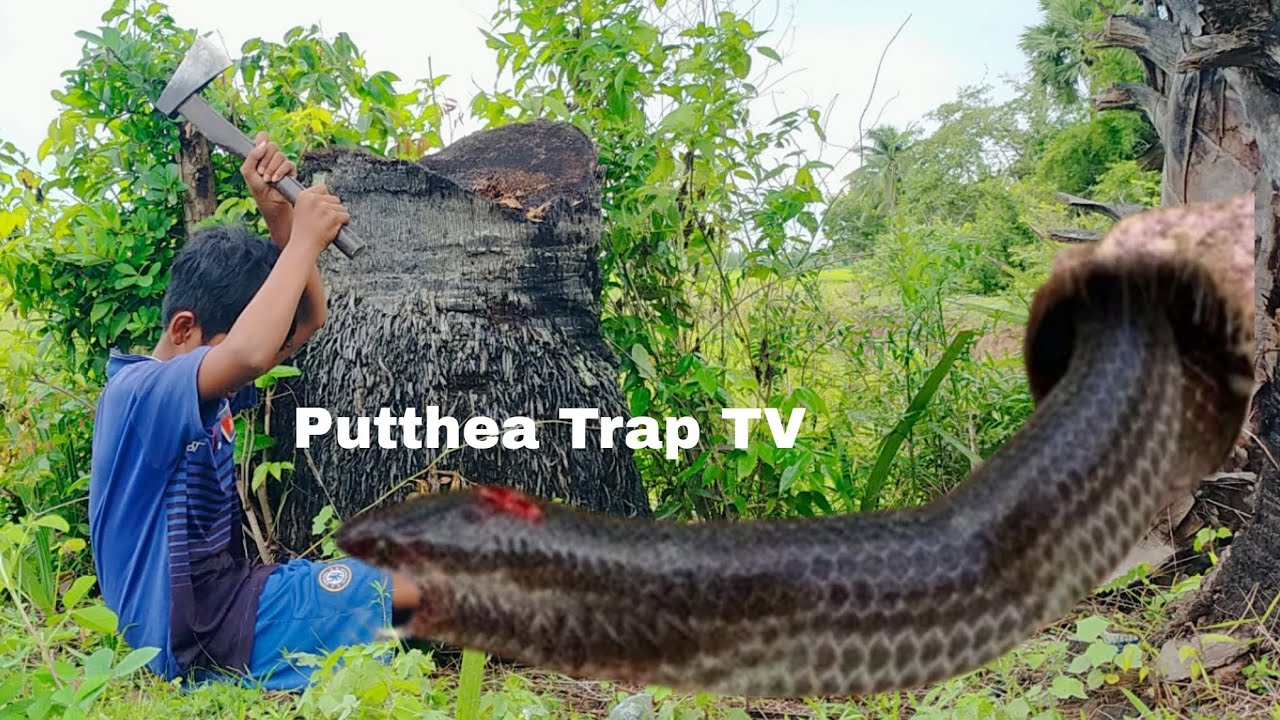 Underground snake traps with deep hole drills, chicks and tank lids - YouTube