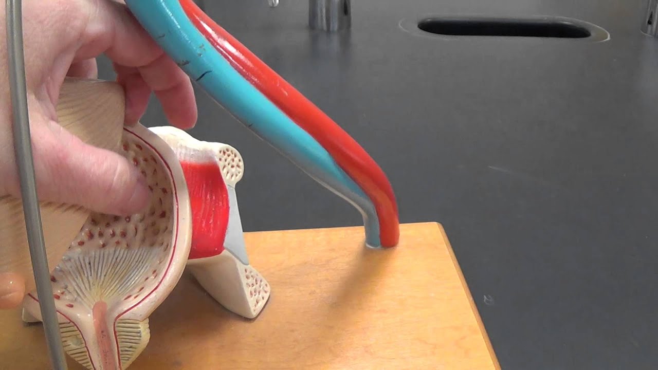 Urinary System Model - YouTube