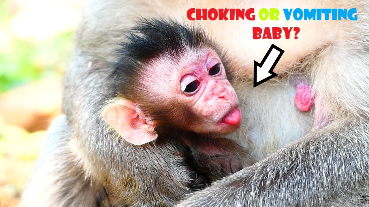 Oh My God! Baby Monkey Is Really Choking Or Vomiting By Over ...