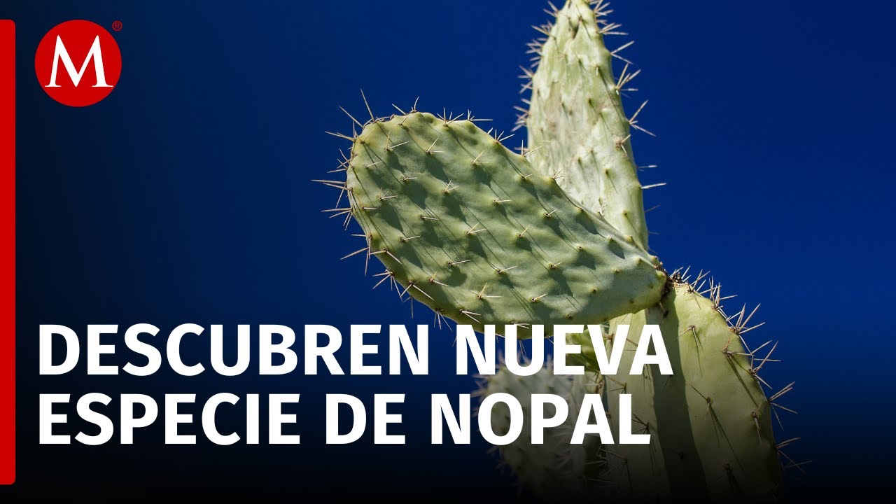 En San Luis Potosí, investigador de UASLP descubre nueva especie de ...