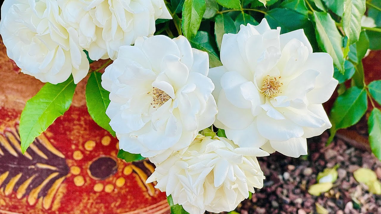 White Iceberg Rose | Shrub Rose | Floribunda Rose | Rose Garden in zone ...