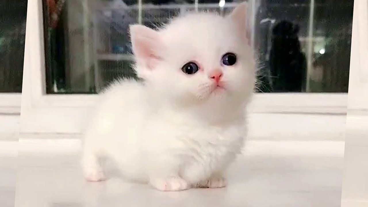 Funny and Cute Animals Doing Funny Things 2020 | FunnyVines - YouTube