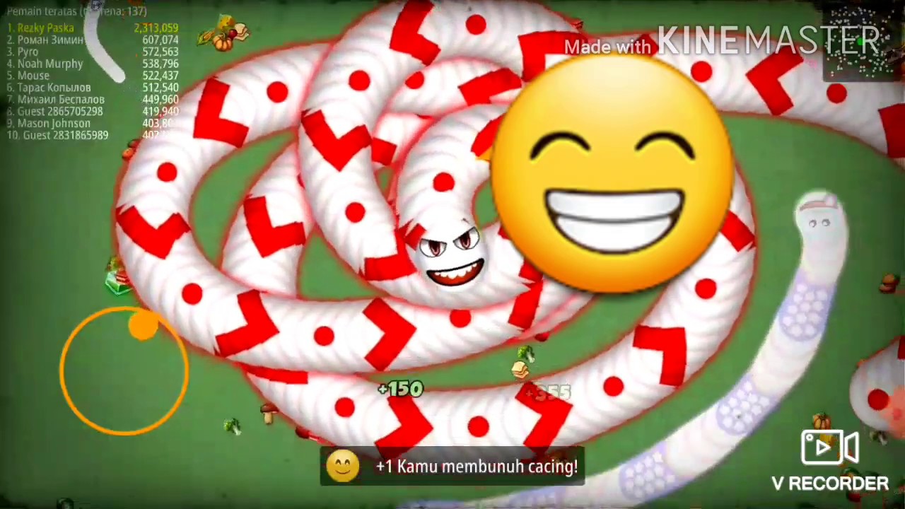 Cacing PANAH RAKUS, Pemakan Cacing Raksasa - YouTube