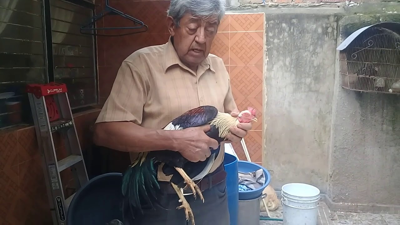 Observaciones para gallos flacos - YouTube