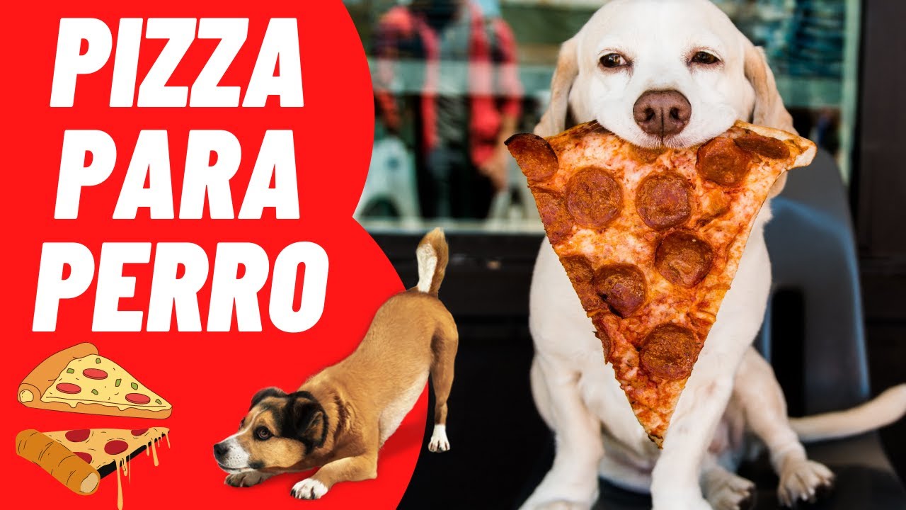 🍕COMO HACER PIZZA PARA PERROS 🐶 - YouTube