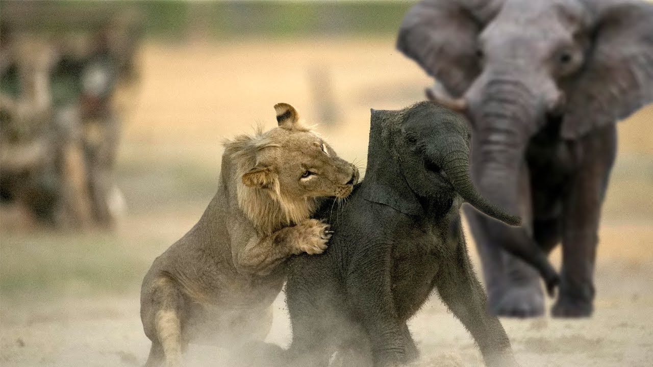 The Incredible Act Of Bravery Of The Mother Elephant To Protect Her ...
