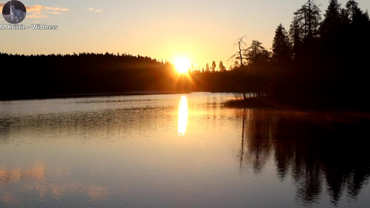 Fínska tajga na hraniciach s Ruskom Finnish taiga on the border with ...