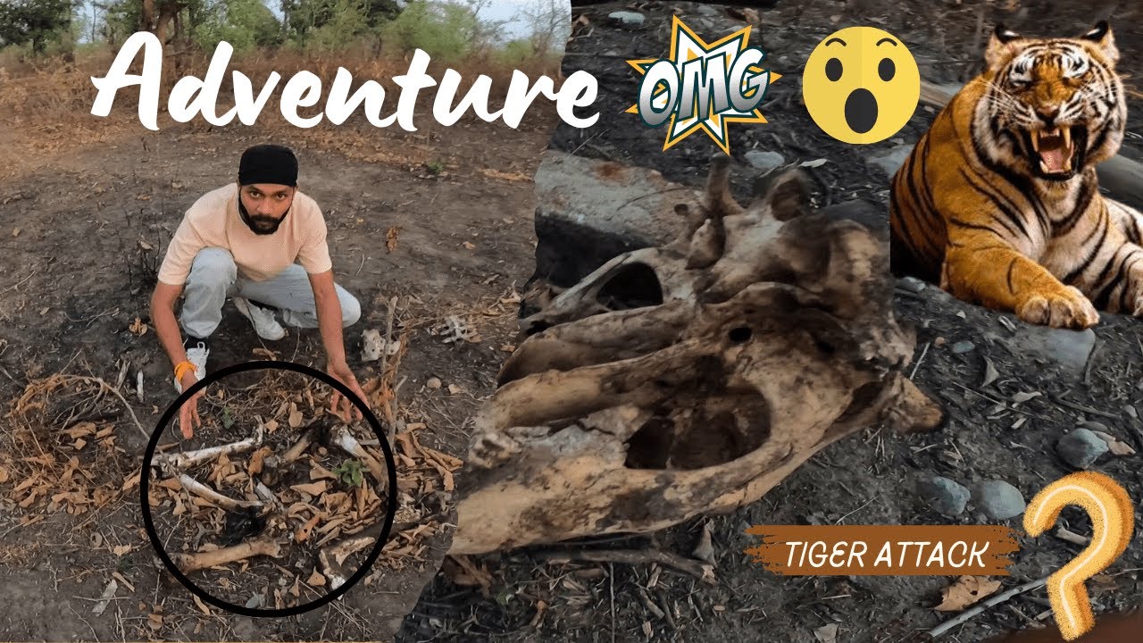 इसे कहते है ज़िंदा मौत से पंगे लेना | Man Vs Wild | Tiger attack Omg | - YouTube