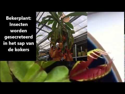 Aanpassing van planten - YouTube