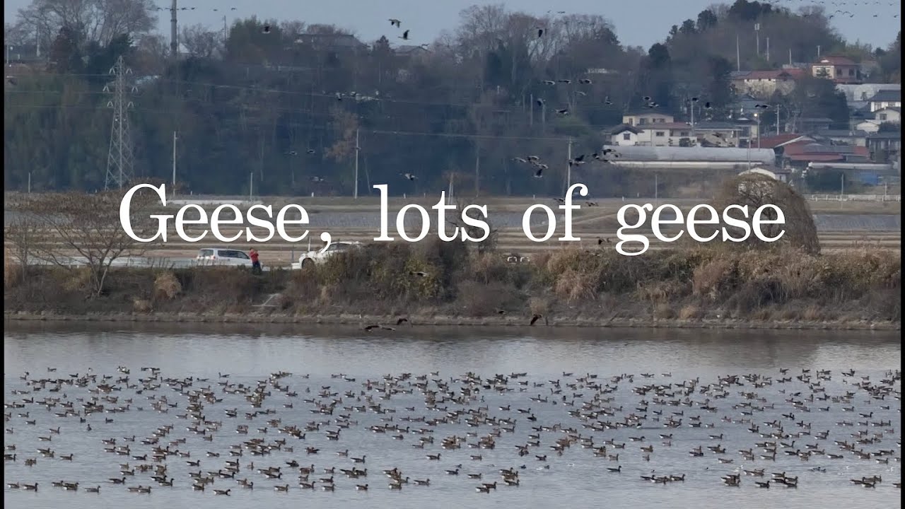 Geese, lots of geese - YouTube
