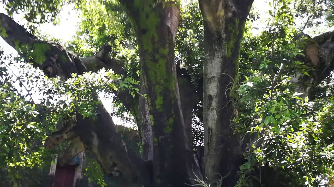 Laurel de la india - YouTube