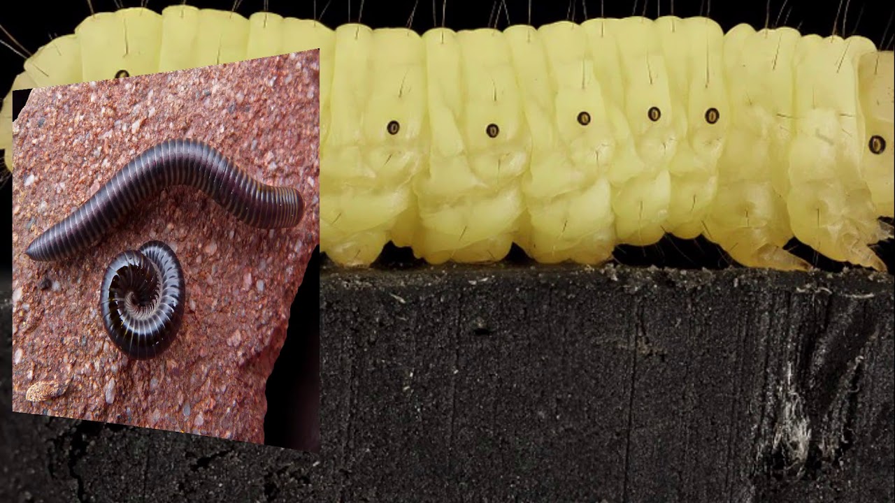 WORM CRINGE COMP 2018 (CRINGIEST WORMS 2018) - YouTube