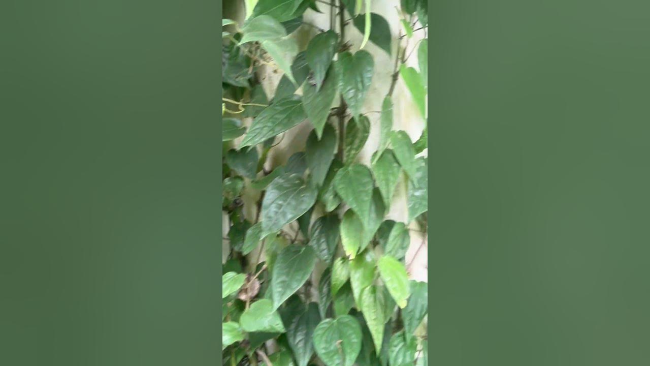Shortvideo എങ്ങനെ ഉണ്ട് ഒന്ന് കണ്ട് കമന്റ് ഇടൂ 👍 Youtube