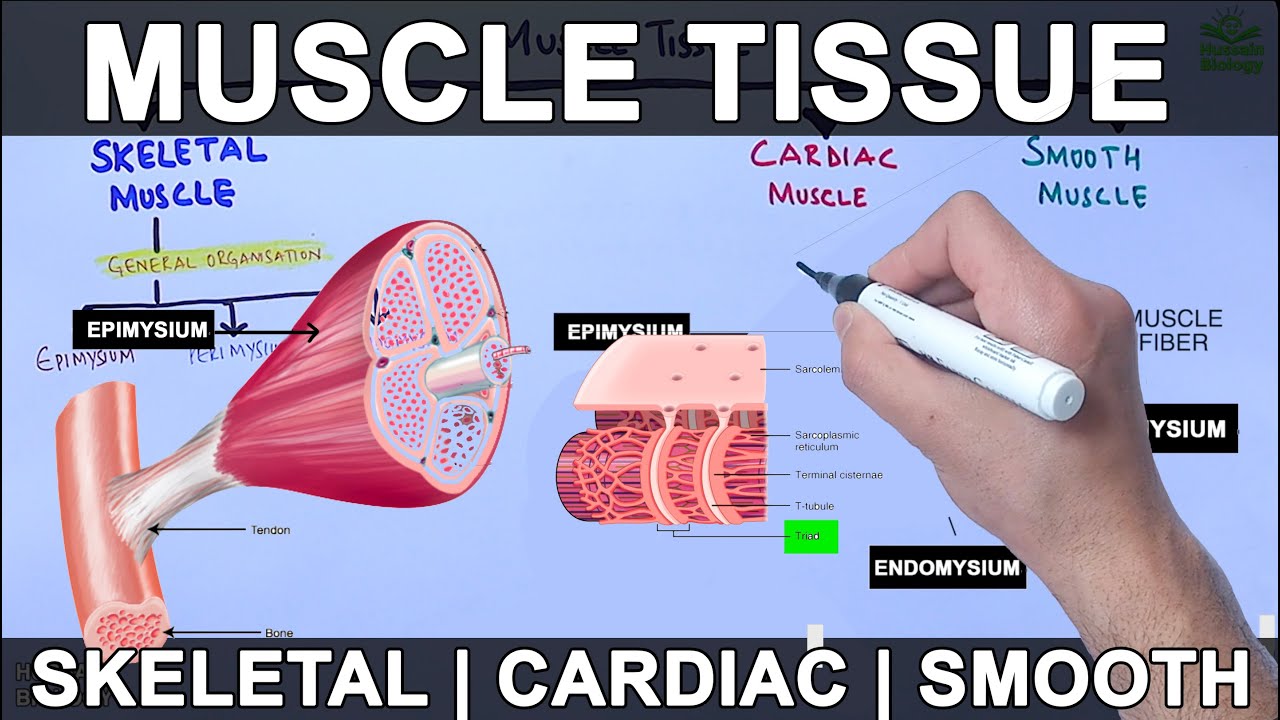 Cardiac Muscle Tissue Sarcomere Slide Labeled Muscle Tissue Clinical