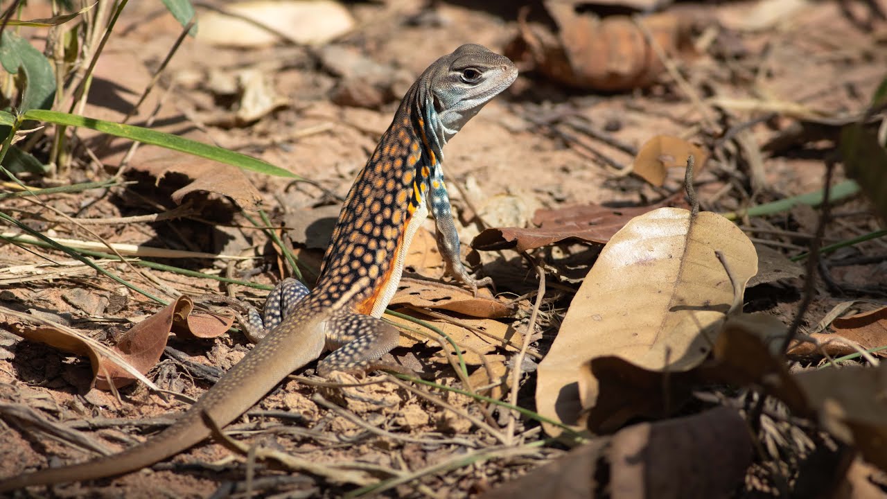 Fighting Dinosaur | A modern dinosaur fighting | Butterfly Lizard ...
