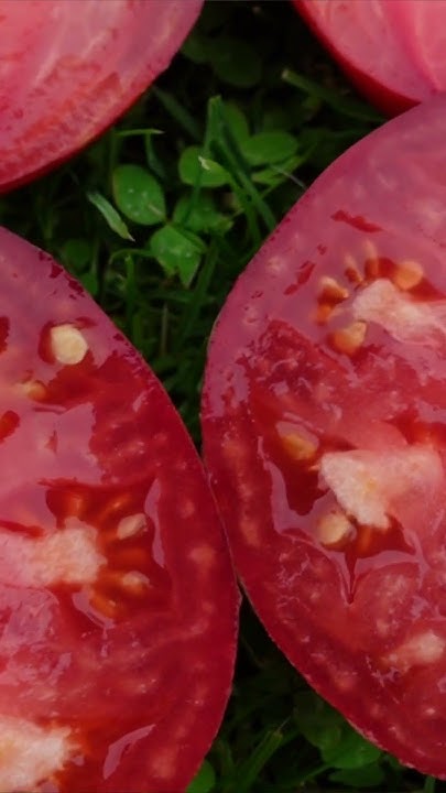 🍅Томат ИБИЦА ЕЛЕНЫ! #shorts #томаты #советы - YouTube