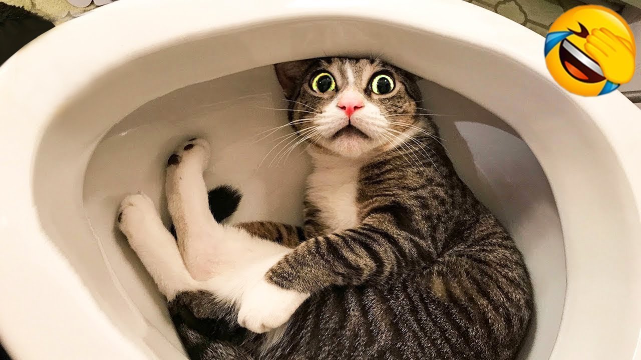 Video Kucing Lucu Banget Bikin Ngakak #33 | Kucing dan Anjing | Kucing ...