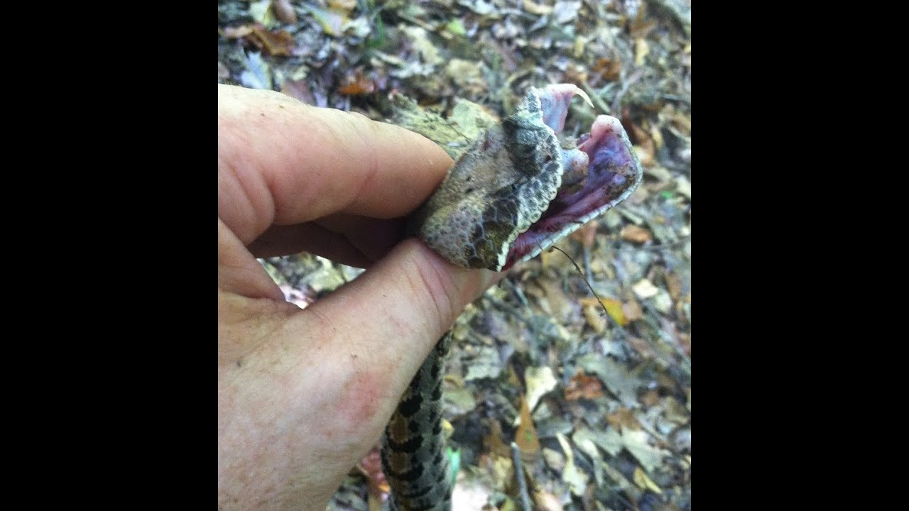 BIG Rattle Snake! - YouTube