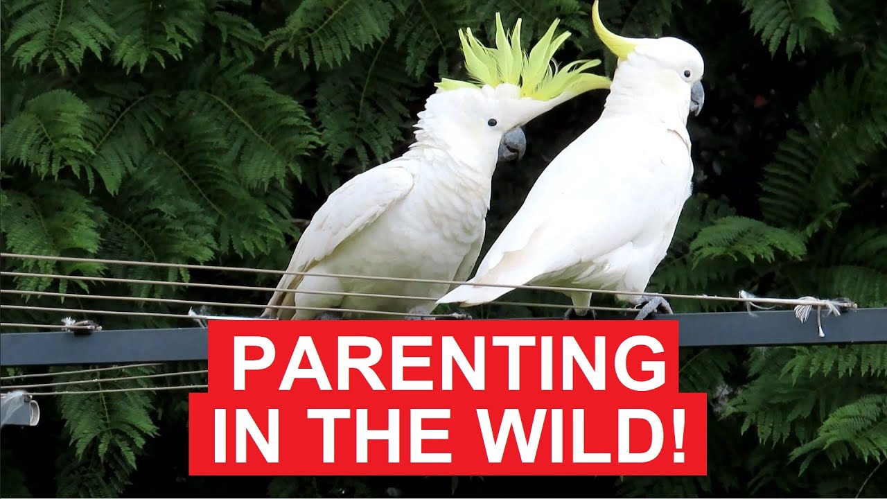 Young Cockatoo's Cry for Attention: Heartwarming Parenting in the Wild ...