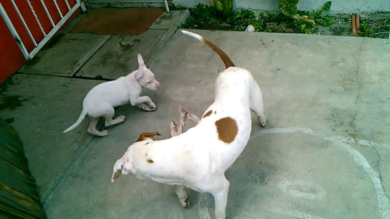 Perra Jugando con sus cachorros - YouTube