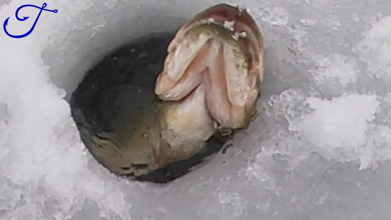 ICE FISHING for BASS in ponds - Dinks and a BADUNK - YouTube