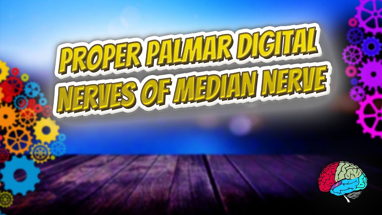 Proper palmar digital nerves of median nerve - Know It ALL 🔊 - YouTube