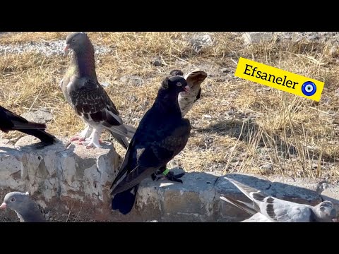 ARAP VE ÇAKMAKLI YAVRU TEKE DÜŞÜYOR - Taklacı Güvercin Oyunkuşu