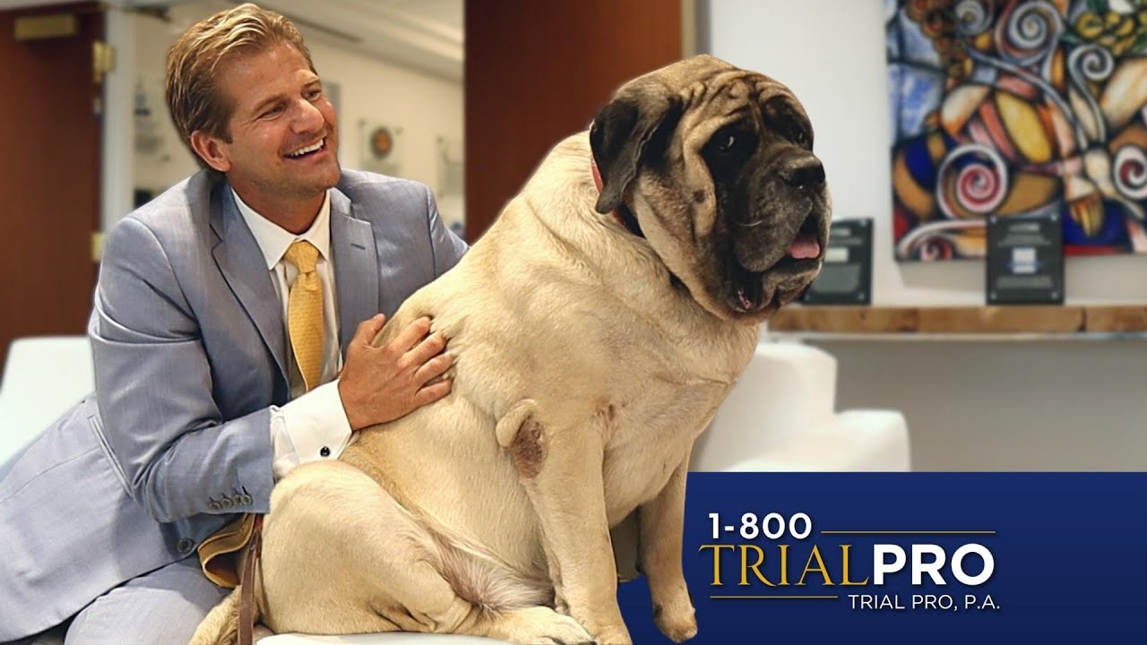 Bring Your Dog Day at the Office - YouTube