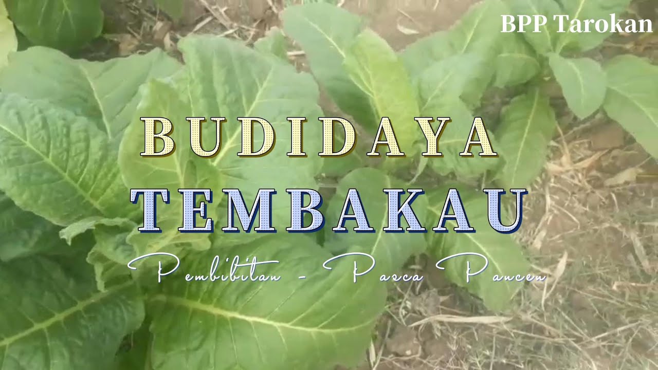 Teknik Budidaya Tembakau| Pembibitan - Pasca Panen - YouTube