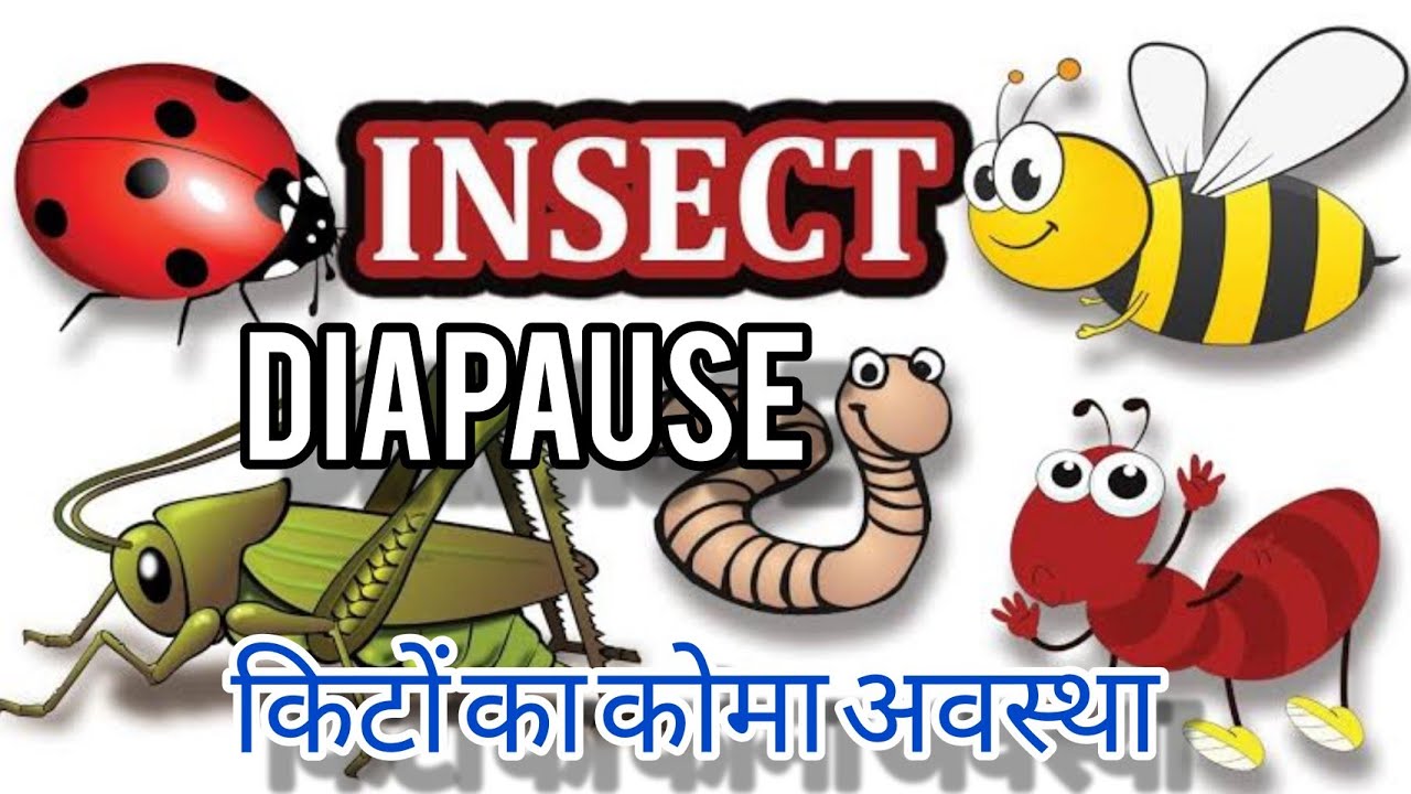 Insect Diapause(कीटों के सुसुप्तावस्था का अध्ययन) Meaning//Types ...