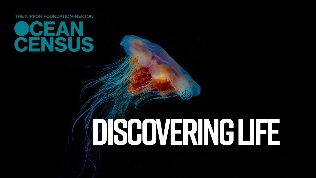Ocean Census - Discovering Life - YouTube