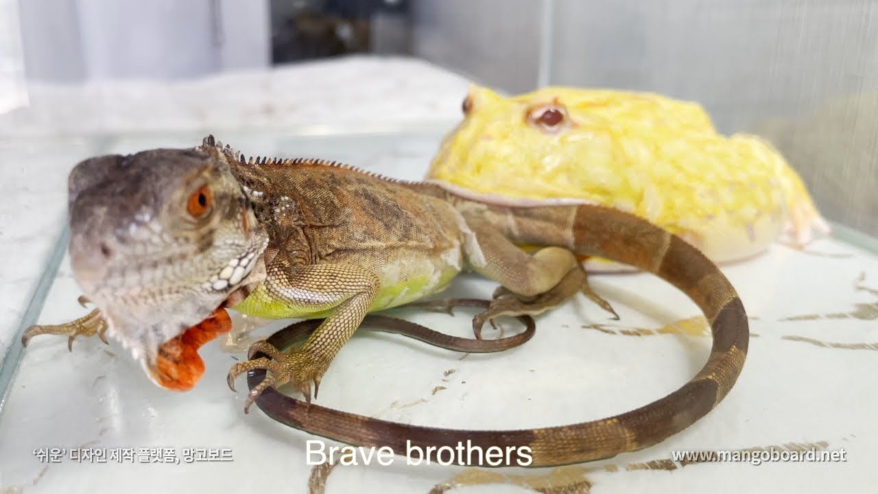 Brave Yellow Pacman Frog 【WARNING LIVE FEEDING】 - YouTube