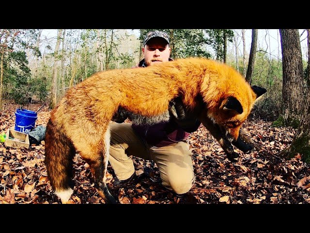 Biggest Fox In The World